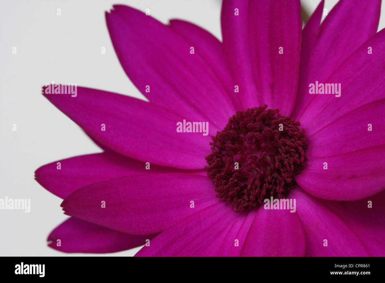 Senetti hi-res stock photography and images - Alamy