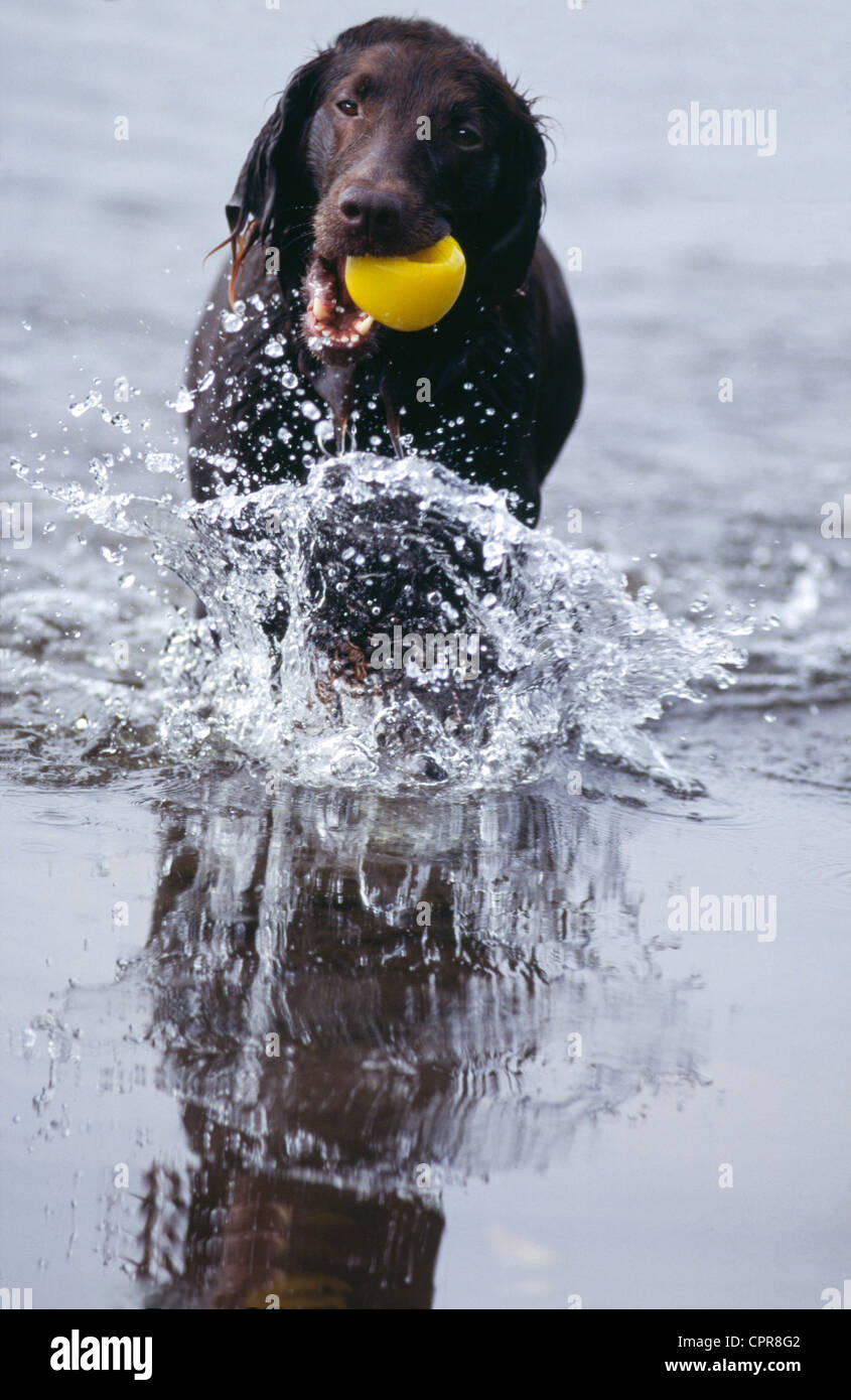 Irish Red Setter Dog Fetching ball from river Stock Photo - Alamy