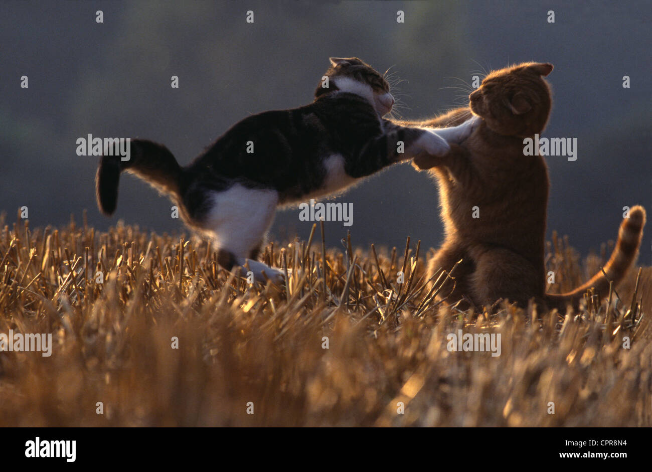 Two Cats Play Fighting at Sunset Stock Photo - Alamy