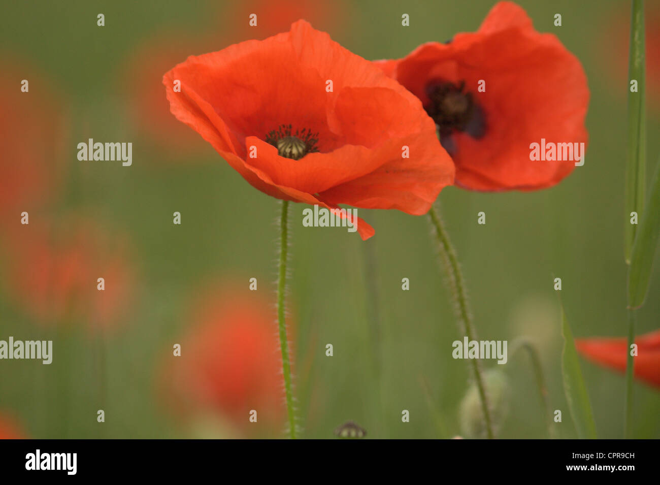 British Poppy Fields Stock Photo - Alamy