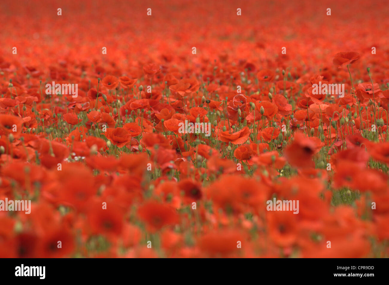 British Poppy Fields Stock Photo - Alamy