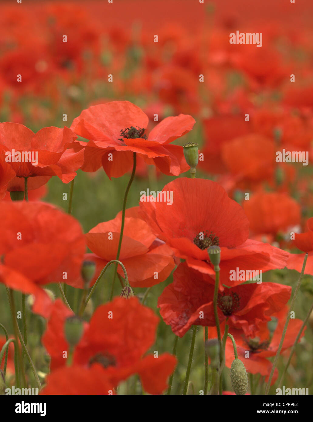 British Poppy Fields Stock Photo - Alamy