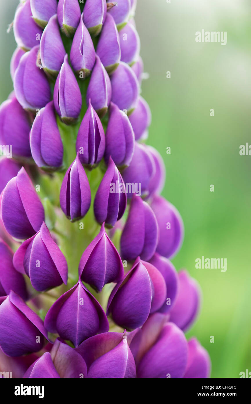 Lupinus. Lupin 'Masterpiece' flower Stock Photo - Alamy