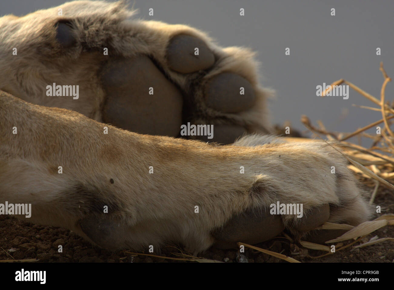 Lions paws hi-res stock photography and images - Alamy