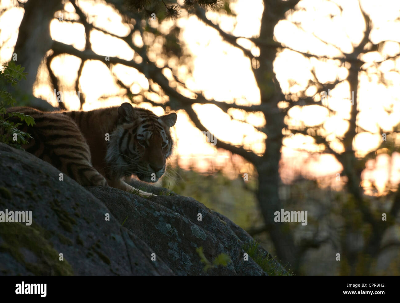 Female Amur tiger on rocks at sunrise Stock Photo - Alamy