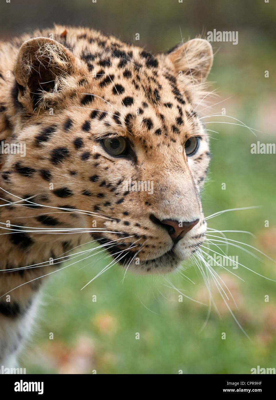 Male Amur leopard Stock Photo - Alamy