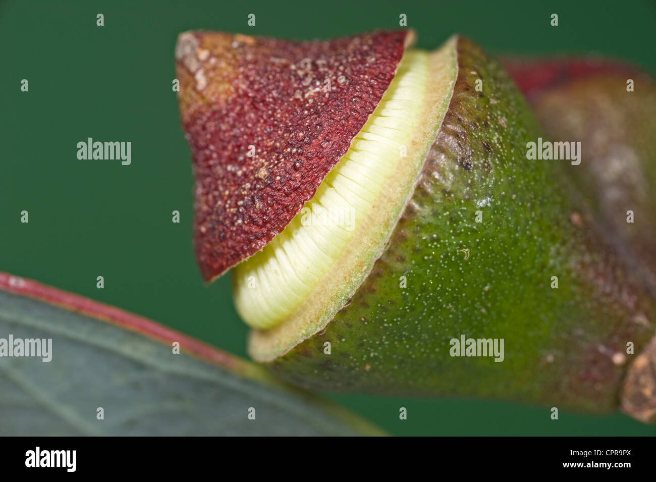 Operculum hi-res stock photography and images - Alamy