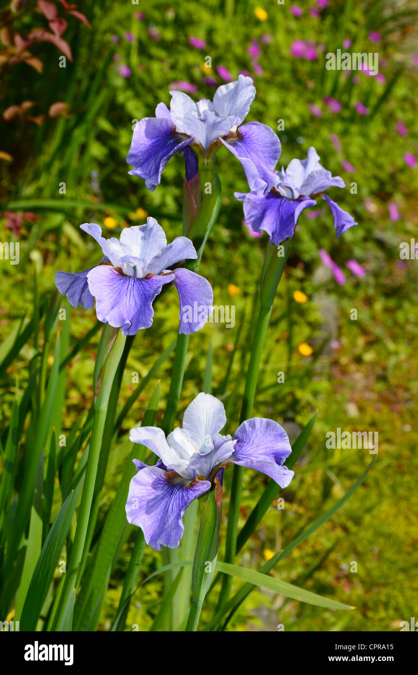 Purple bearded iris flowers in full bloom Stock Photo - Alamy
