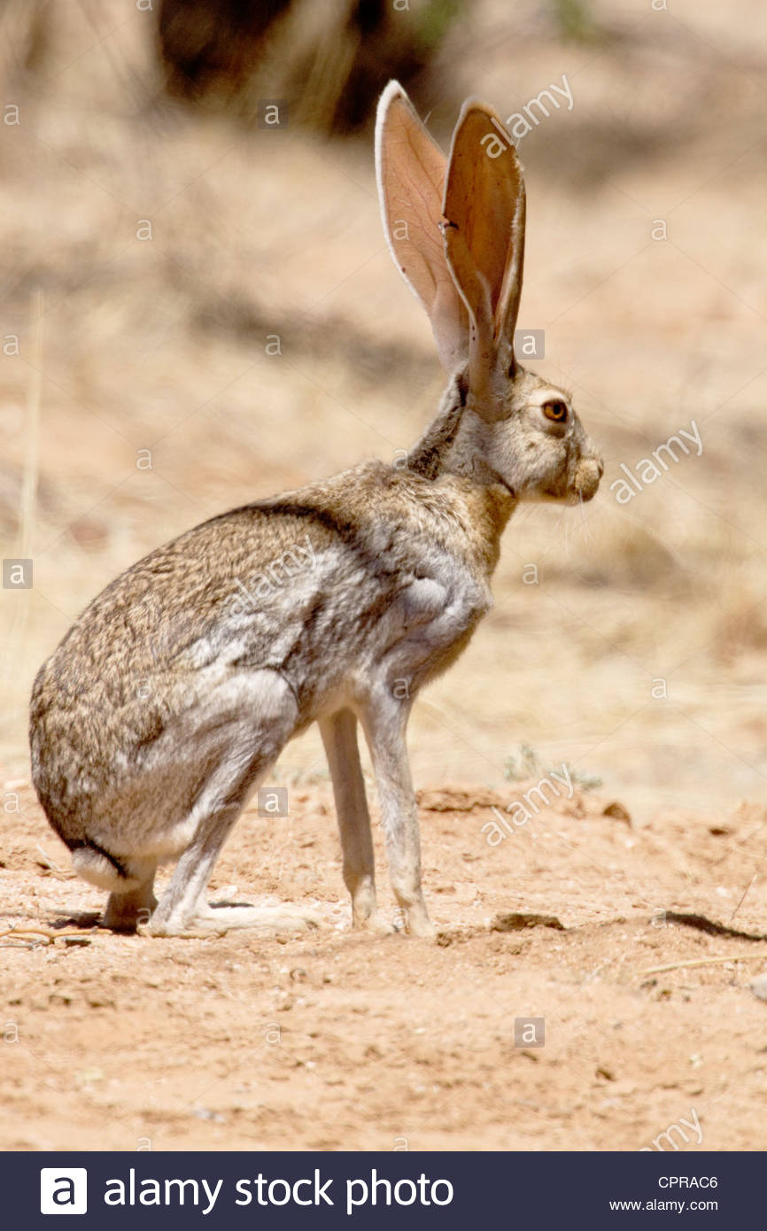 Jack Rabbit Desert High Resolution Stock Photography and Images - Alamy