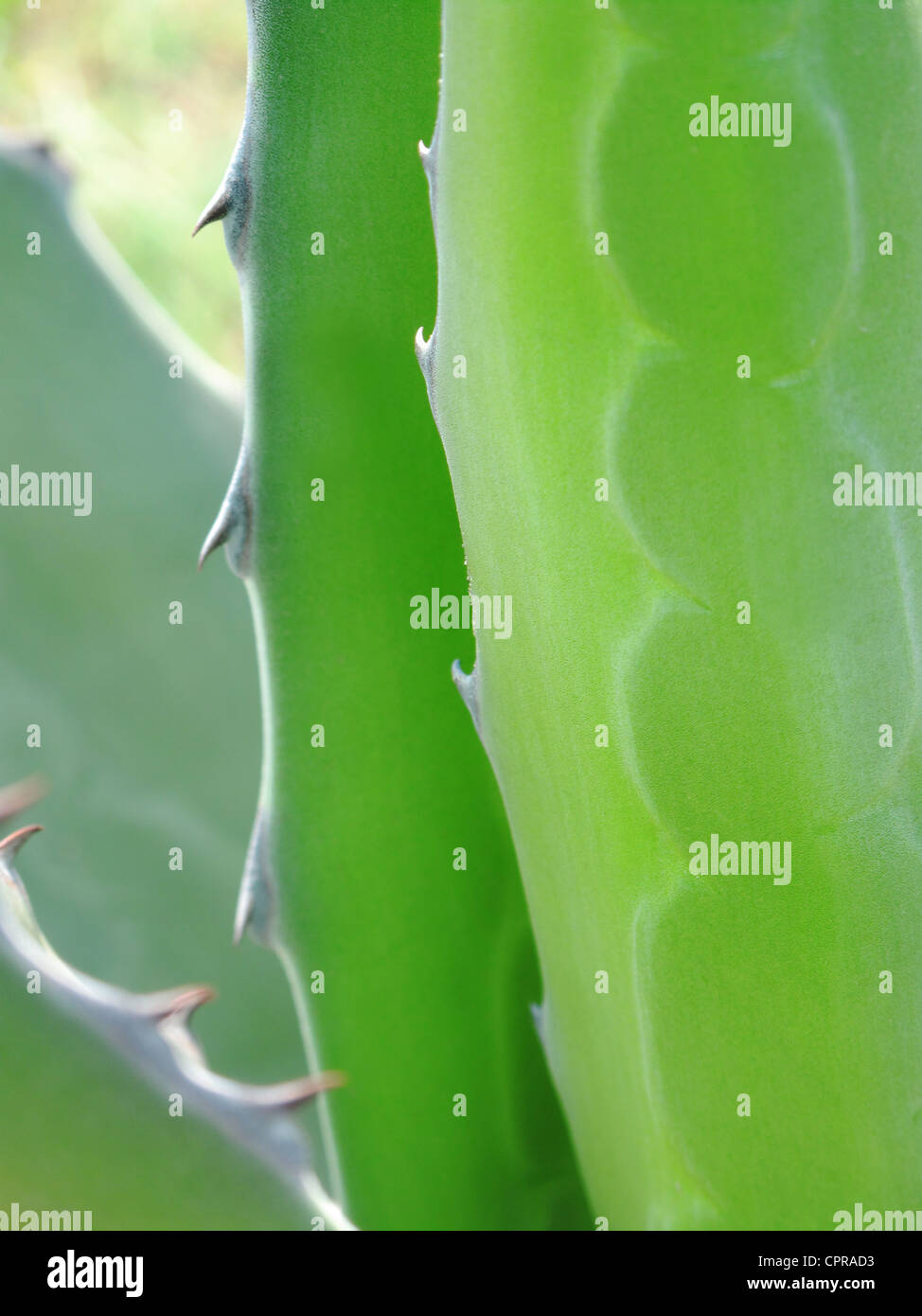 Thorn of an agave hi-res stock photography and images - Alamy