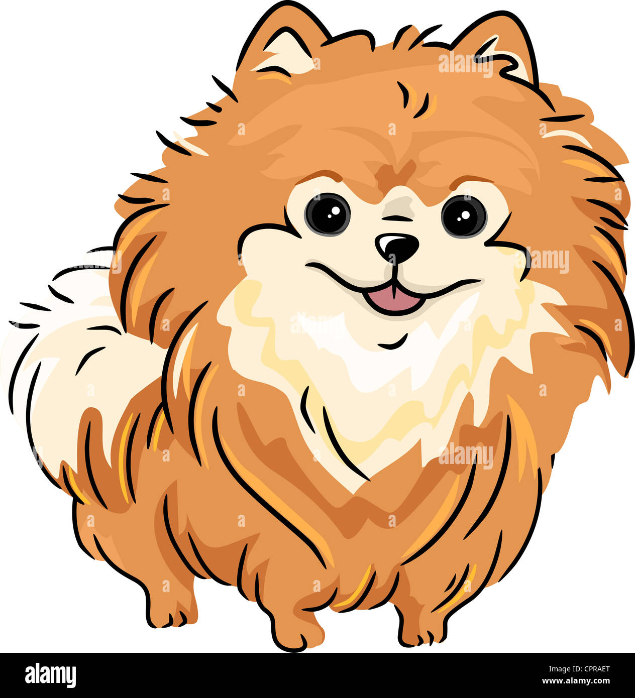 Pomeranian Dog Cartoon Illustration Stock Photos & Pomeranian Dog ...