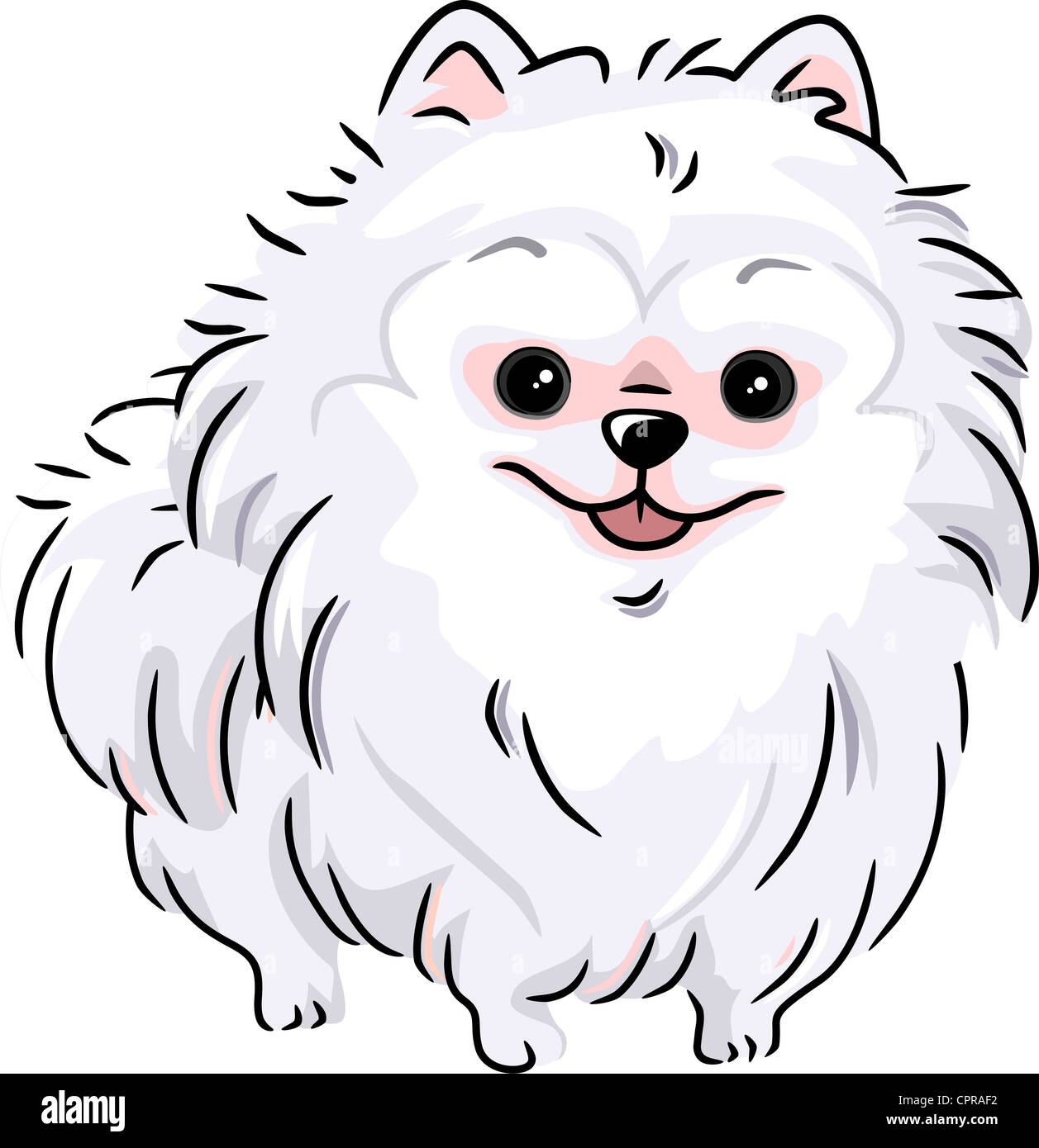 Illustration Featuring a White Pomeranian Stock Photo - Alamy