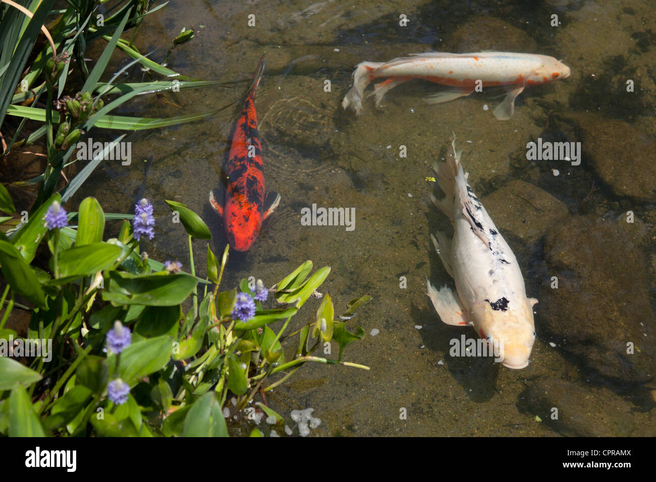 Koi fish in a pond hi-res stock photography and images - Alamy