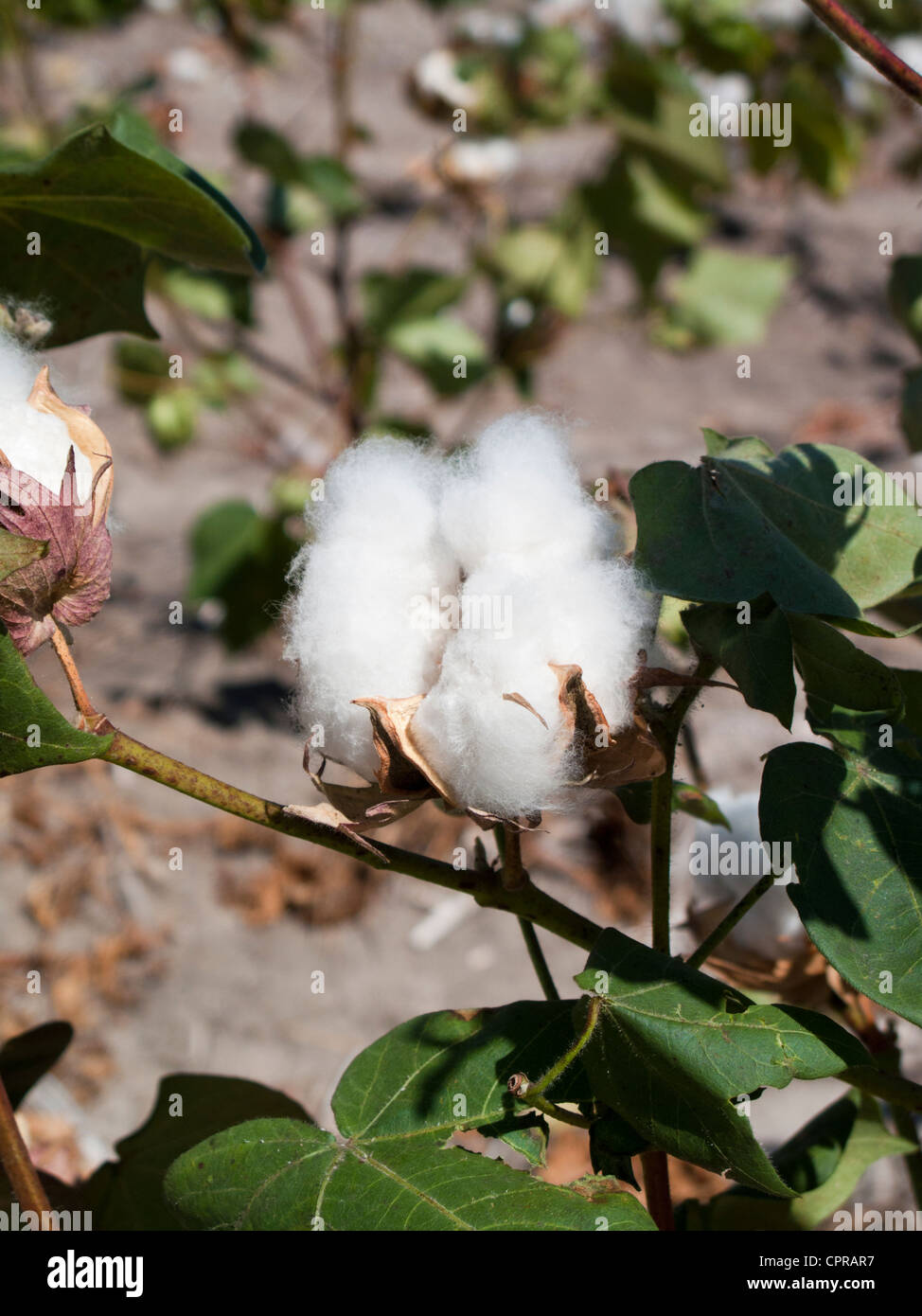 Cotton plant hi-res stock photography and images - Alamy