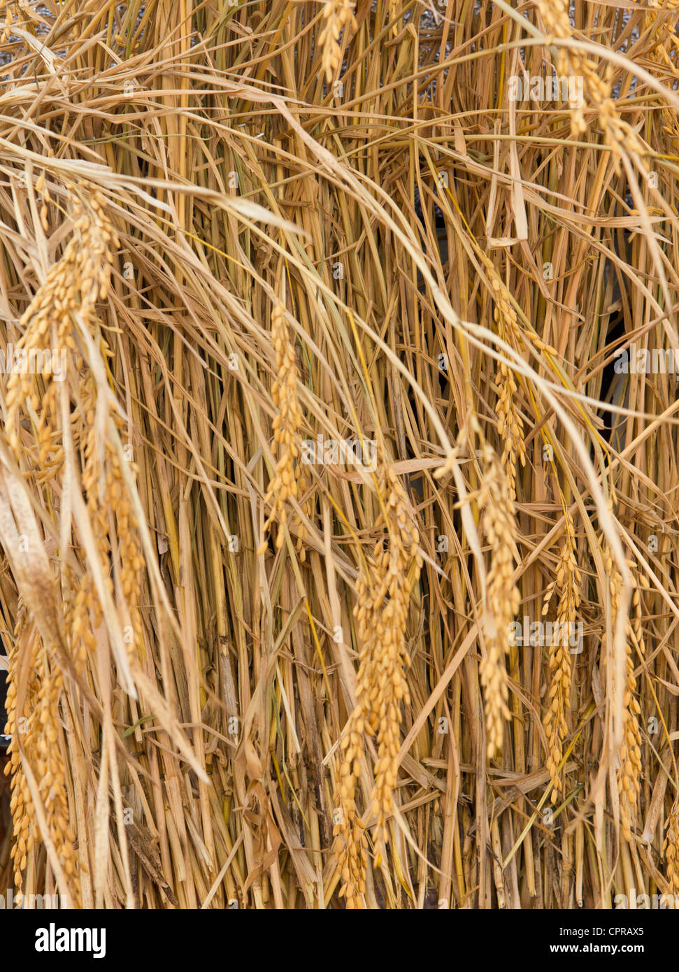 Dried Rice sheaf Stock Photo - Alamy