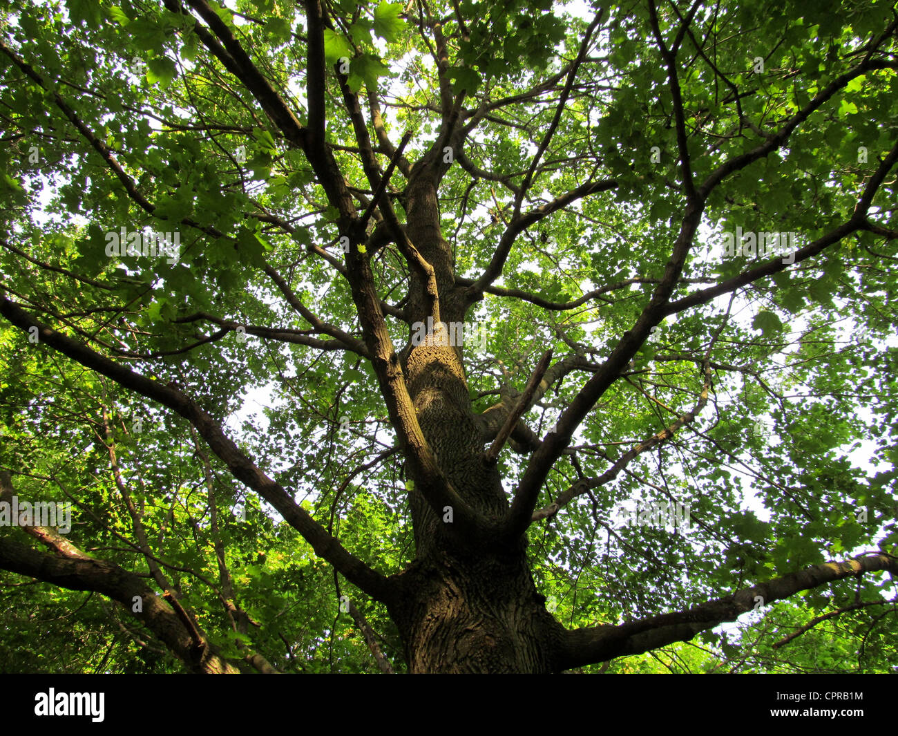 Tall Oak Tree High Resolution Stock Photography and Images - Alamy