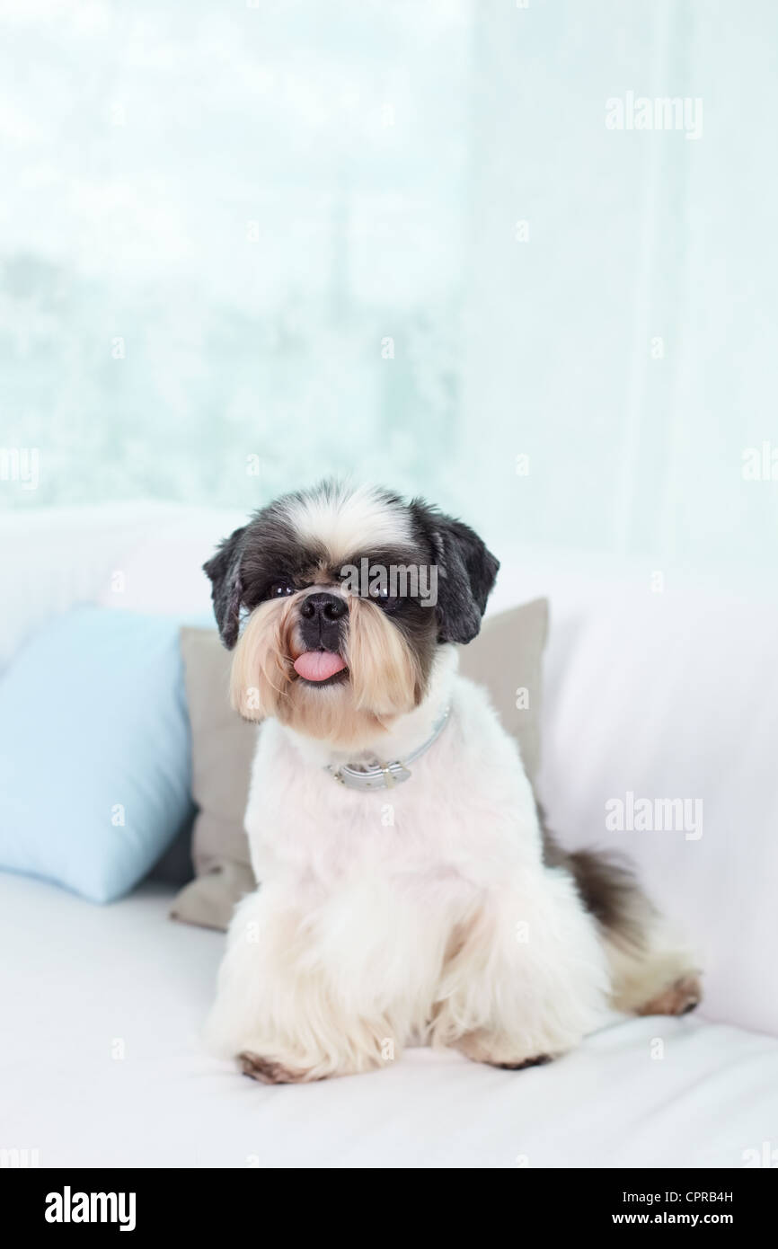 Shih tzu on lap hi-res stock photography and images - Alamy