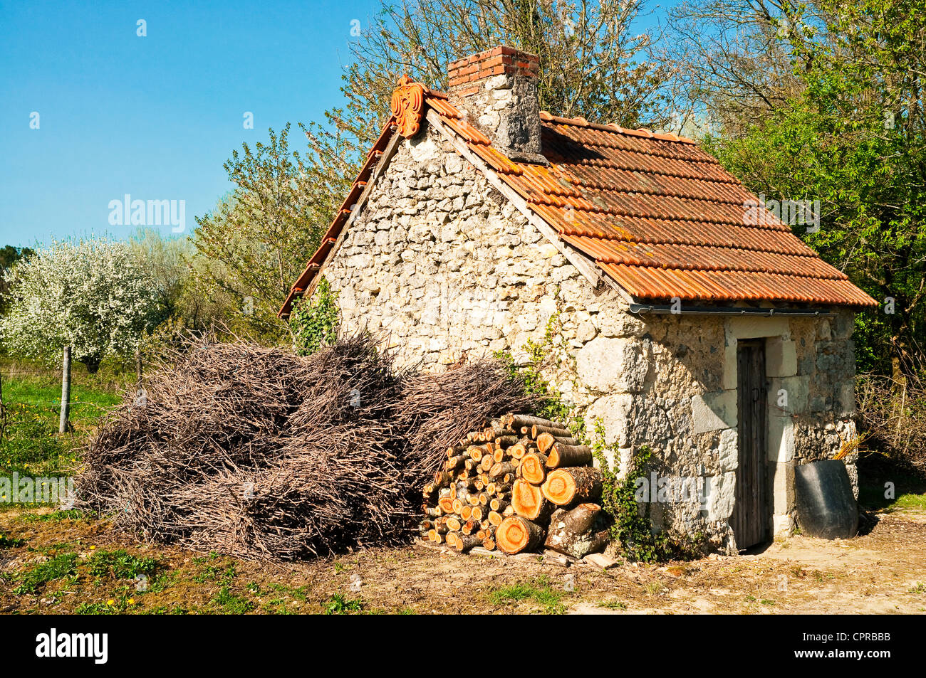 Bundles of dry vine twigs stacked against small house in vineyard ...