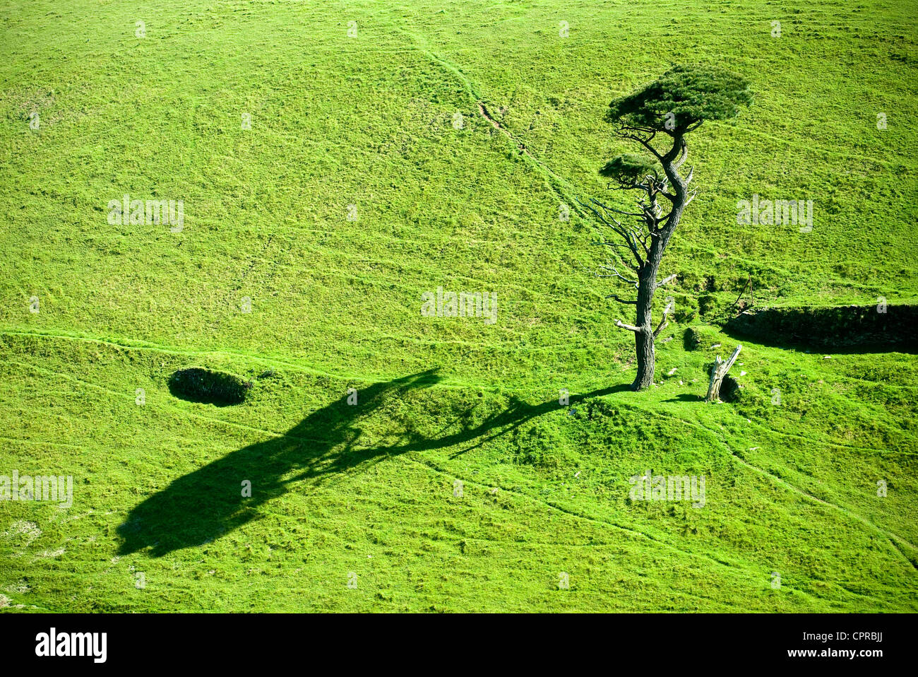 tree,annual, arboretum, branches, concepts, connectedness, convergence ...