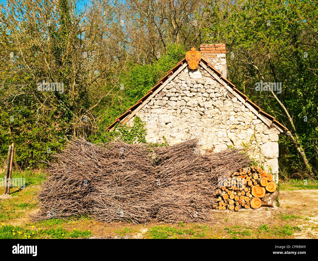 Bundles of dry vine twigs stacked against small house in vineyard ...