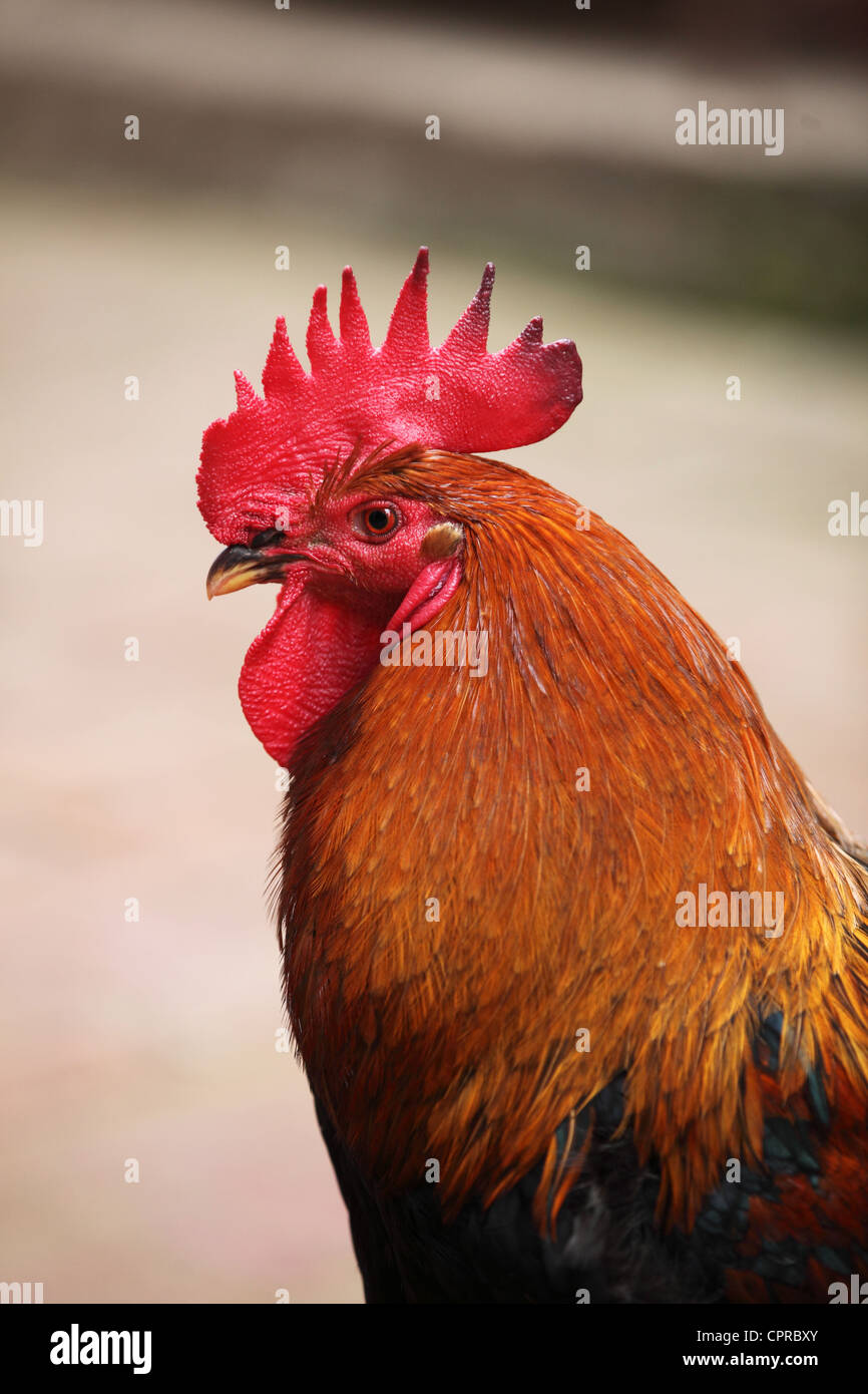 Nepal Chicken High Resolution Stock Photography and Images - Alamy