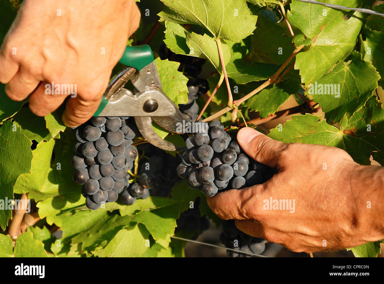 man hands harvesting grapes in french fields Stock Photo - Alamy