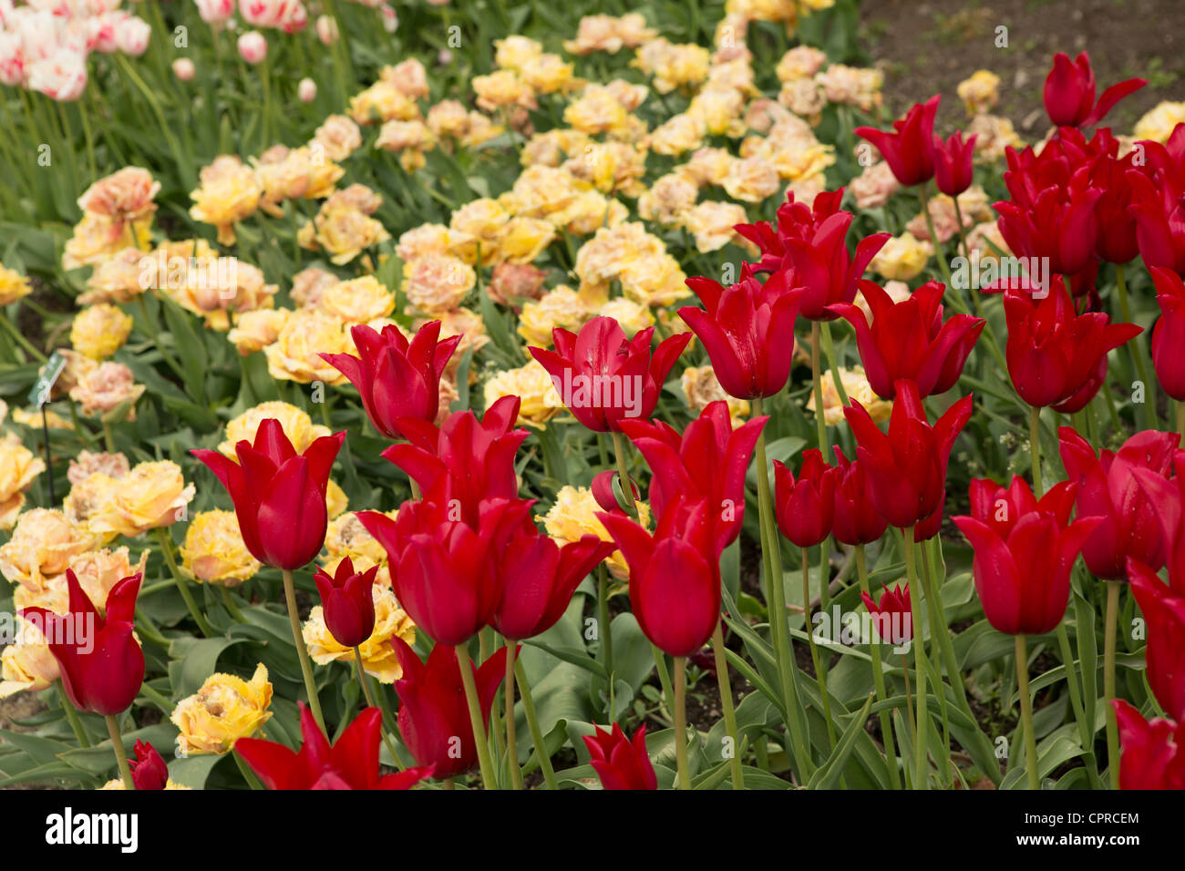 Red bell tulips "Red Shine" in an English garden Stock Photo - Alamy