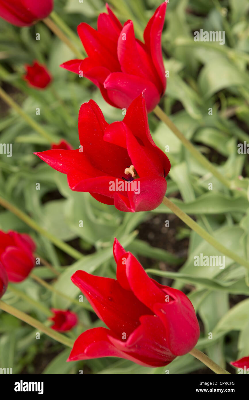 Red bell tulips "Red Shine" in an English garden Stock Photo - Alamy