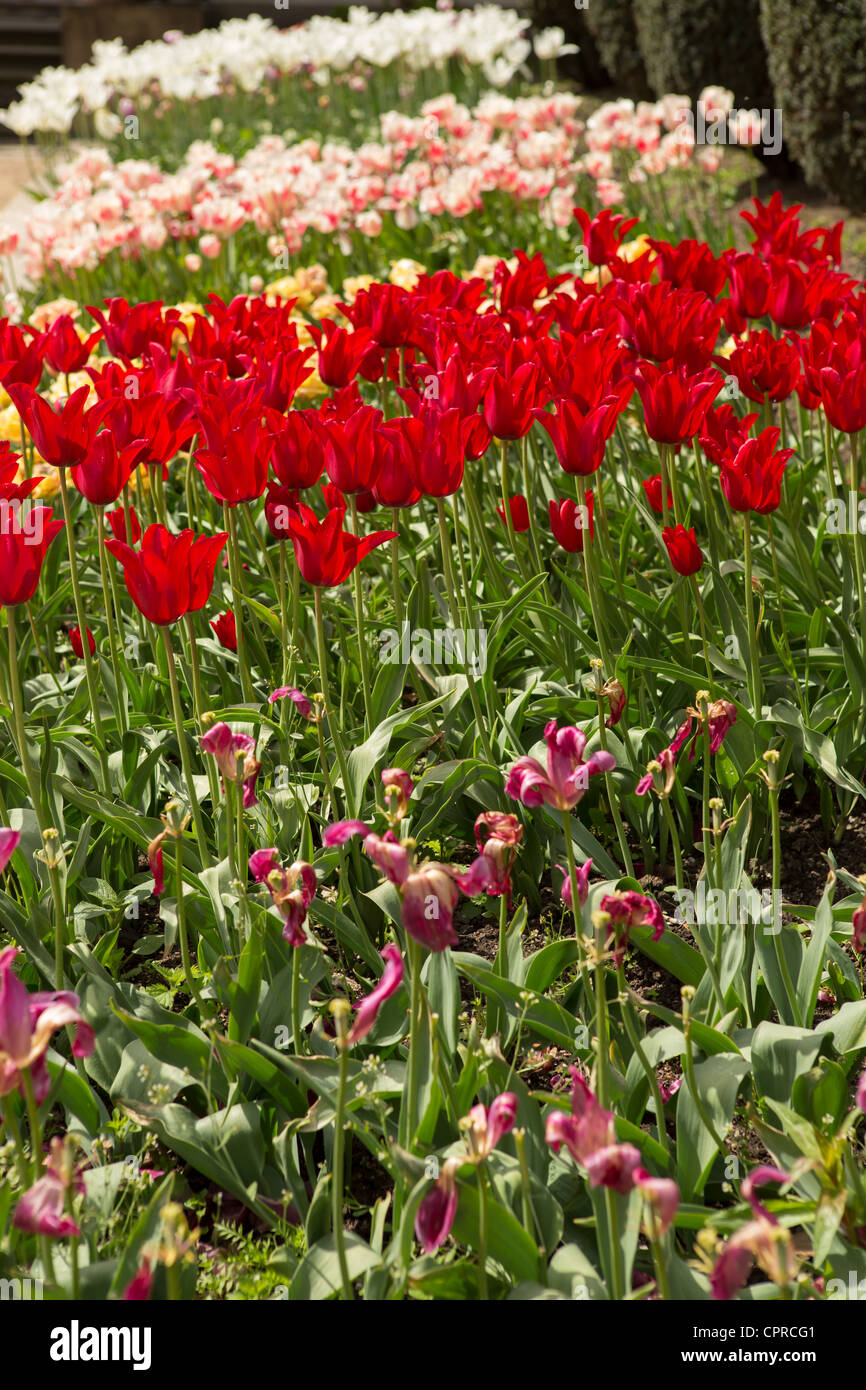 Red bell tulips "Red Shine" in an English garden Stock Photo - Alamy