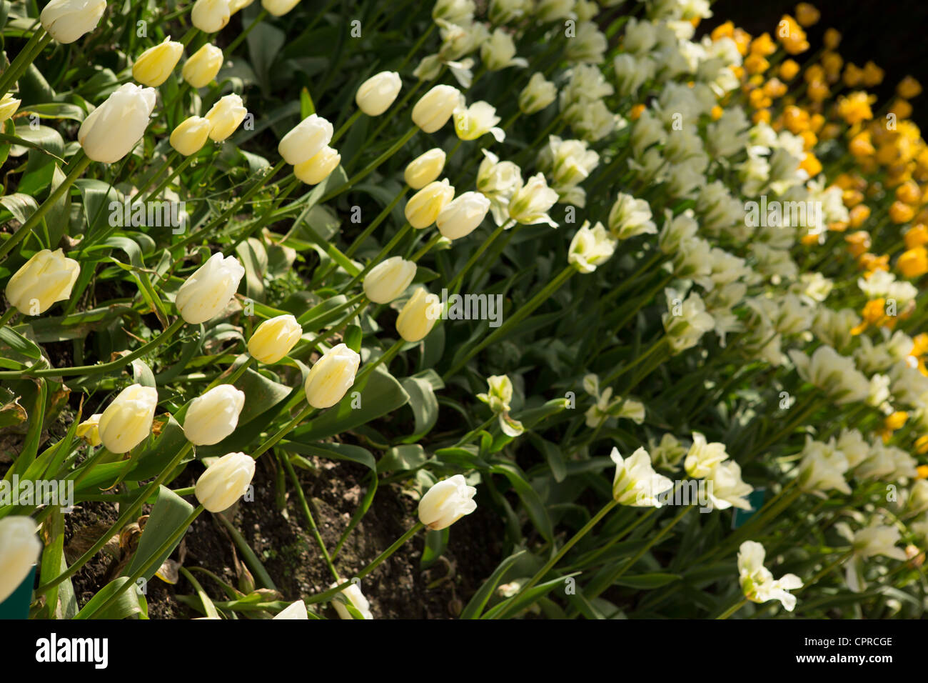 White tulips in an English garden Stock Photo - Alamy