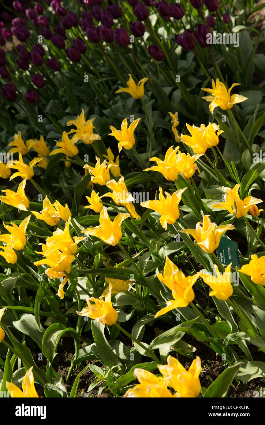 Yellow bell tulips "West Point" and purple tulips "Recreado" in an ...