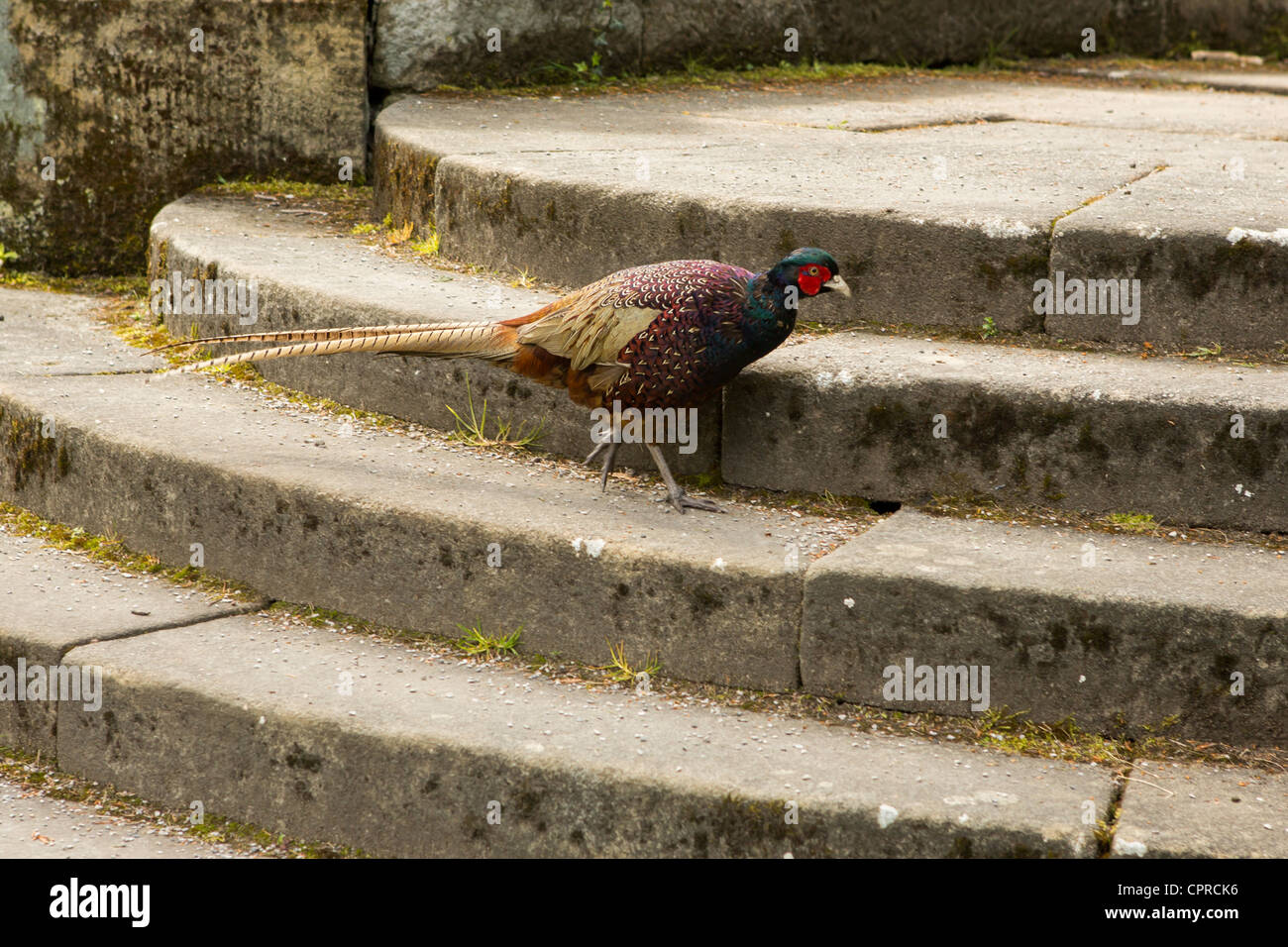 Common Pheasant cock (Phasianinae Stock Photo - Alamy