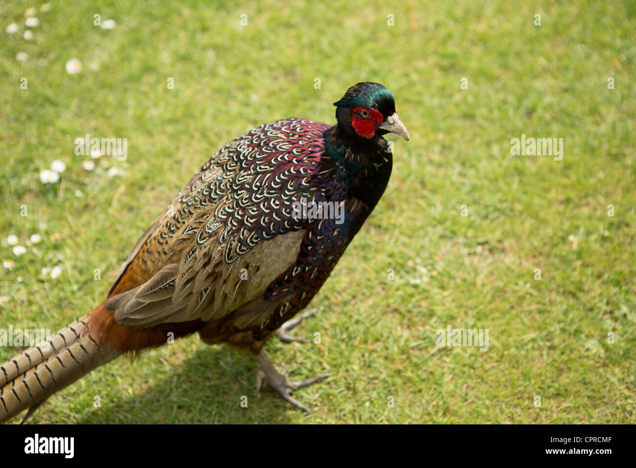 Common Pheasant cock (Phasianinae Stock Photo - Alamy