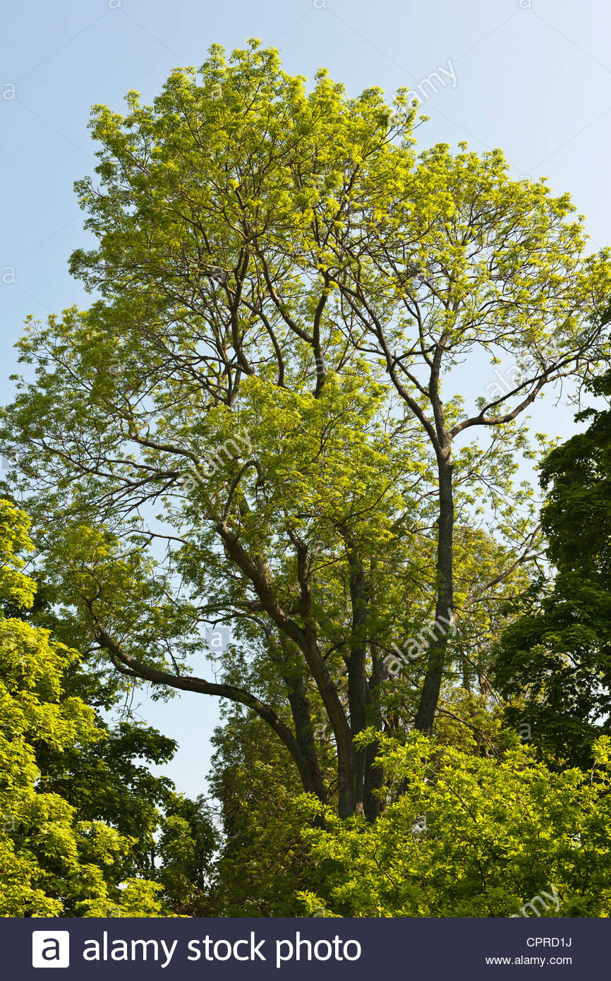European Ash Fraxinus Excelsior Stock Photos & European Ash Fraxinus ...