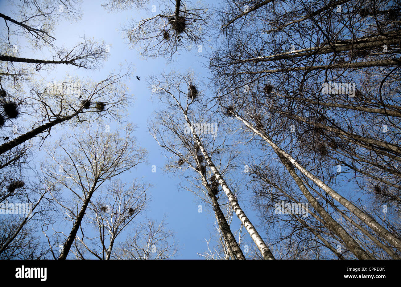 Looking up at the trees with a lot of crows nests Stock Photo - Alamy