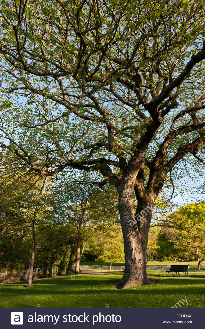 Wych Elm Ulmus Glabra Stock Photos & Wych Elm Ulmus Glabra Stock Images - Alamy
