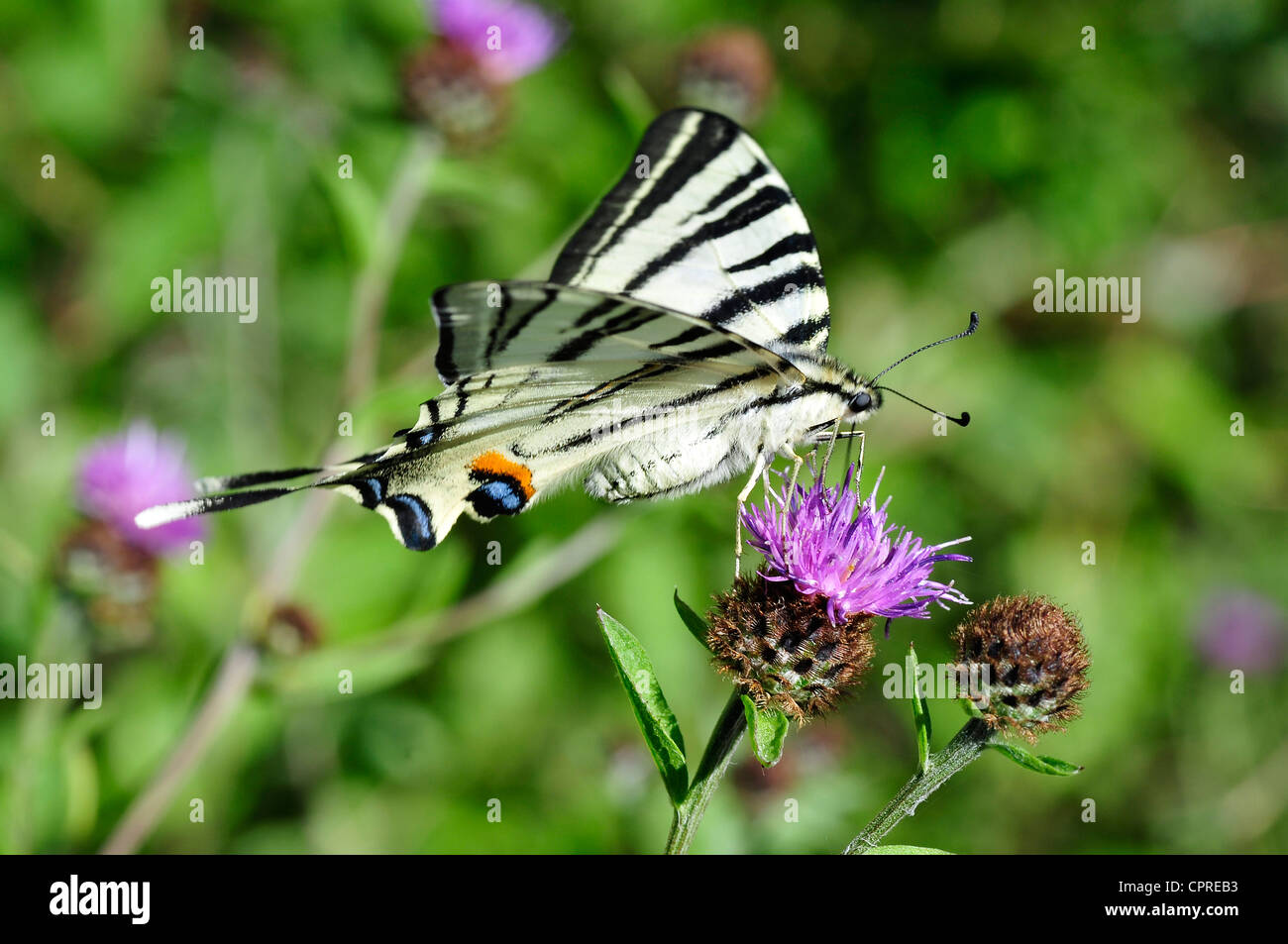 Butterfly iphiclides podalirius swallowtail hi-res stock photography ...