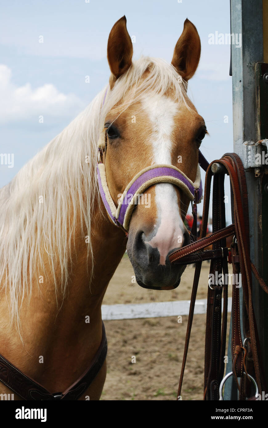 Haflinger light brown horse outdoor in natural light Stock Photo - Alamy