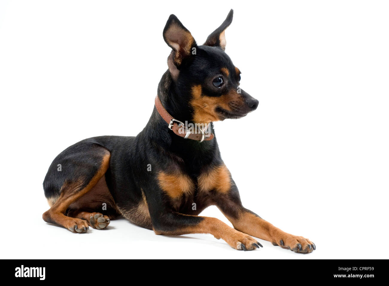 purebred miniature pinscher in front of white background Stock Photo ...