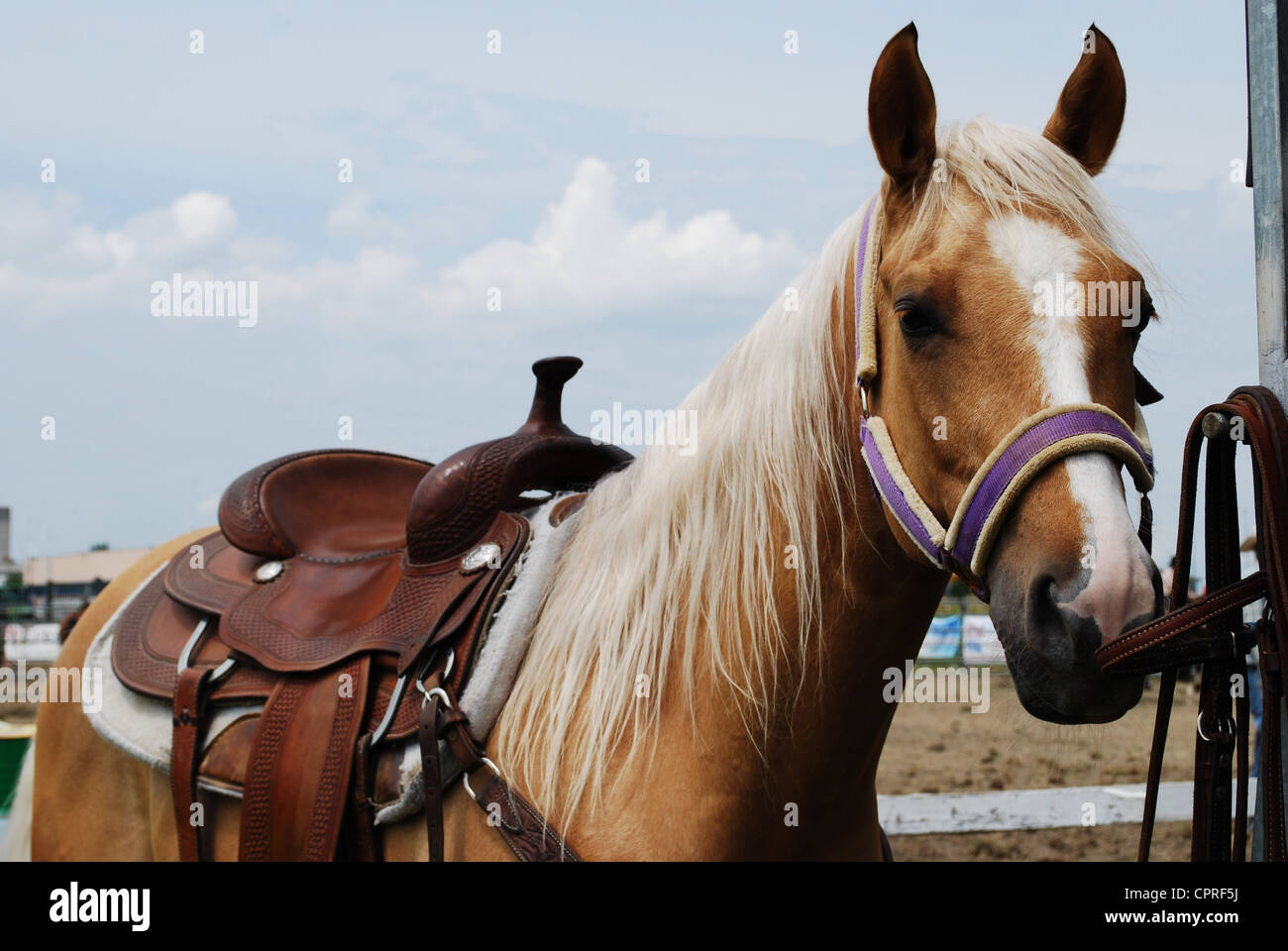 Haflinger stallion hi-res stock photography and images - Alamy