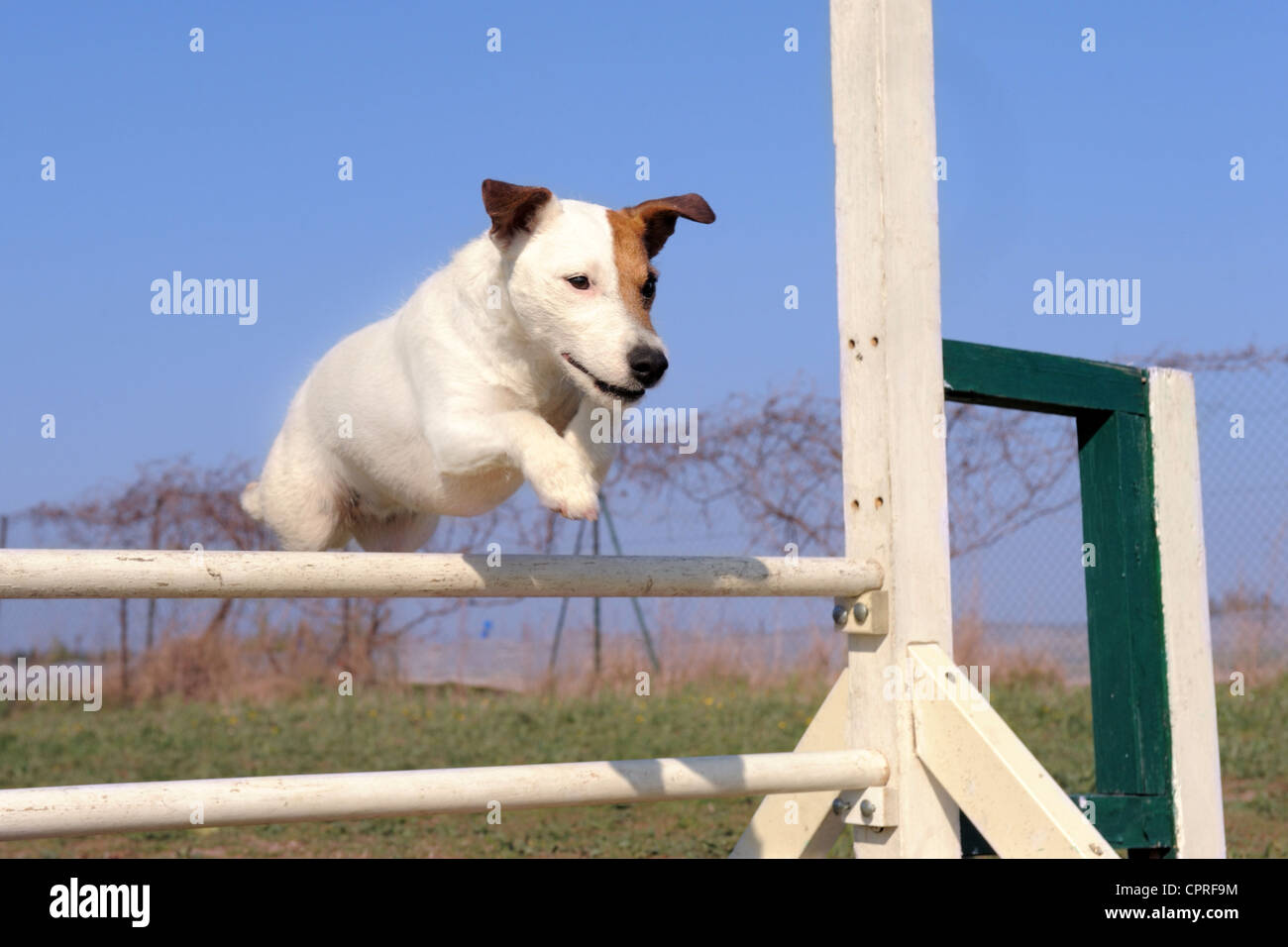 portrait of a purebred jack russel terrier in a competition of agility ...