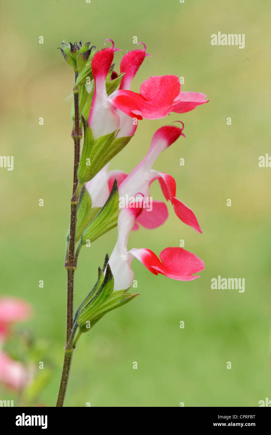 Hot lips plant hi-res stock photography and images - Alamy