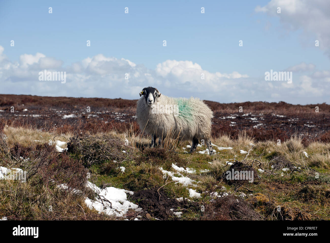 Sheep on the North Yorkshire Moors with snow on the ground Stock Photo ...