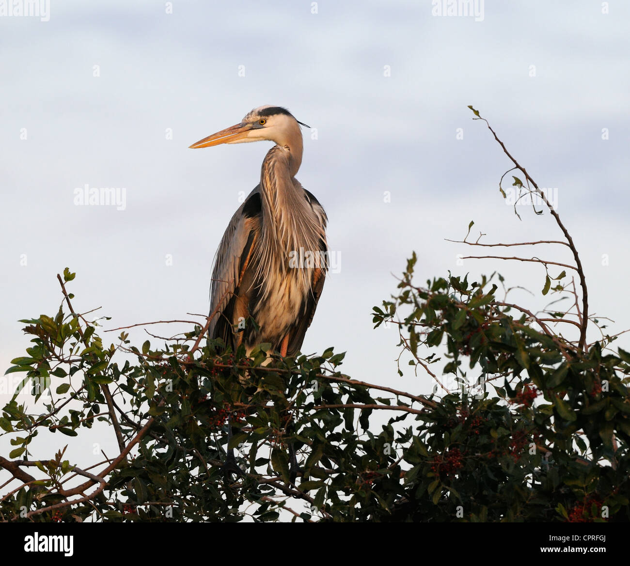 Genus ardea hi-res stock photography and images - Alamy