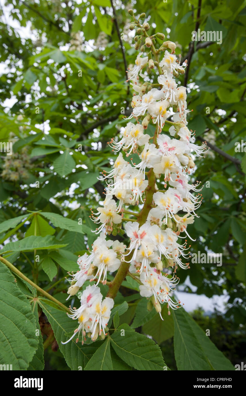 Chestnut tree bloom hi-res stock photography and images - Alamy