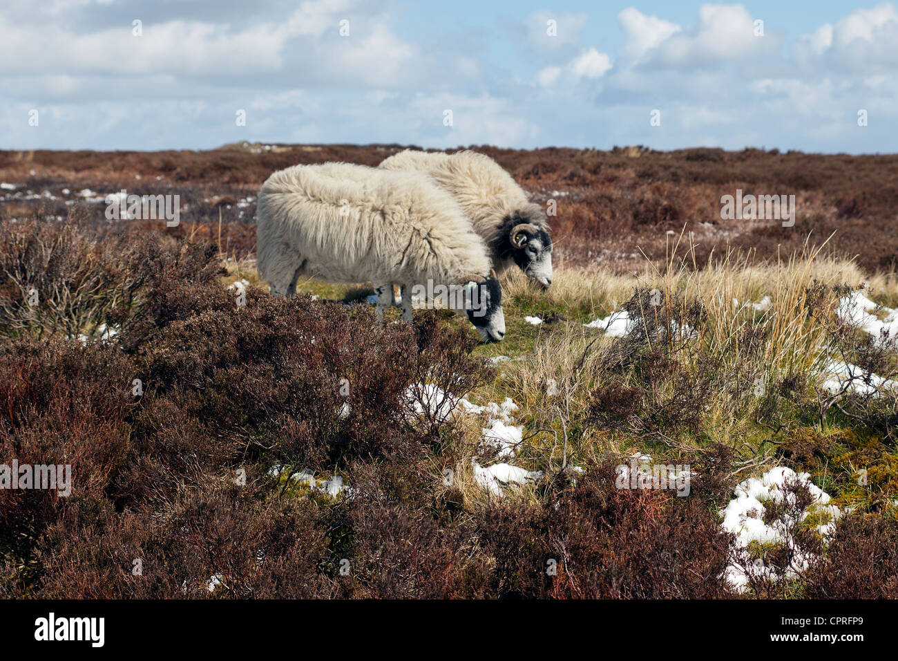 Sheep on the North Yorkshire Moors with snow on the ground Stock Photo ...