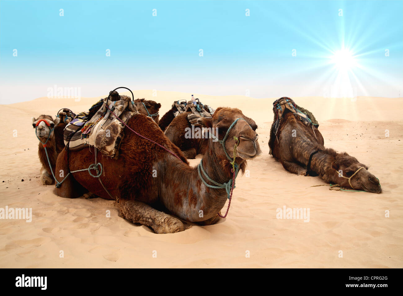 4 camels in sahara desert and blue sky Stock Photo - Alamy