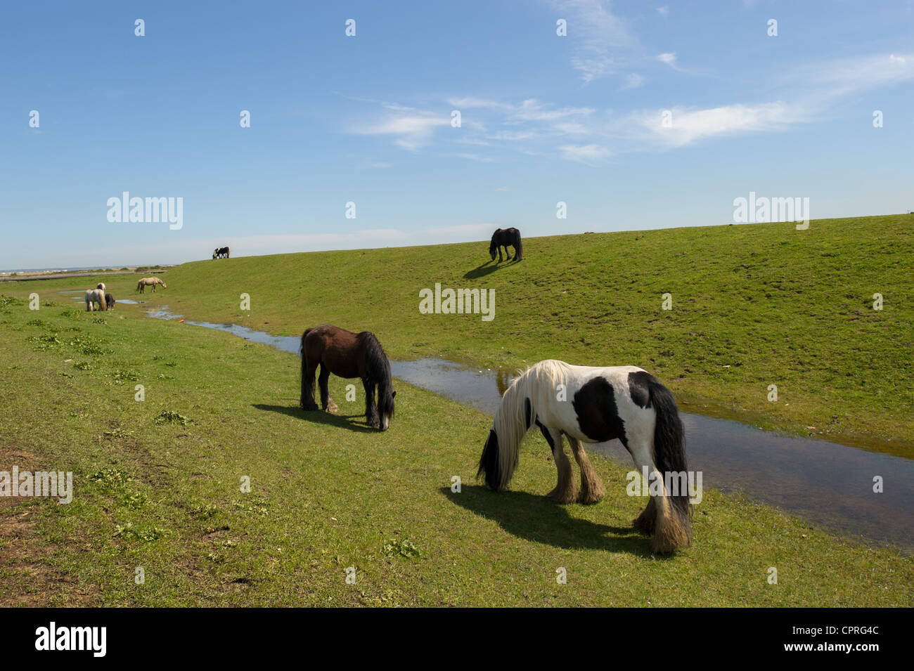 Summer on the Hoo Peninsula, North Kent, United Kingdom Stock Photo - Alamy