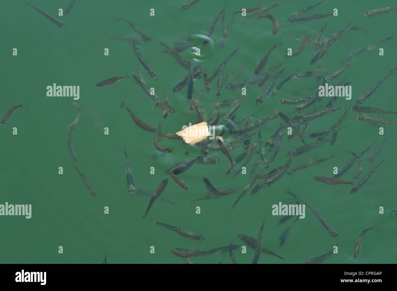 Group of hungry fish competing for a piece of bread in water Stock ...