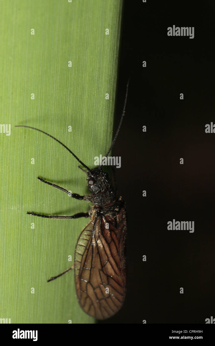 Alderfly High Resolution Stock Photography and Images - Alamy